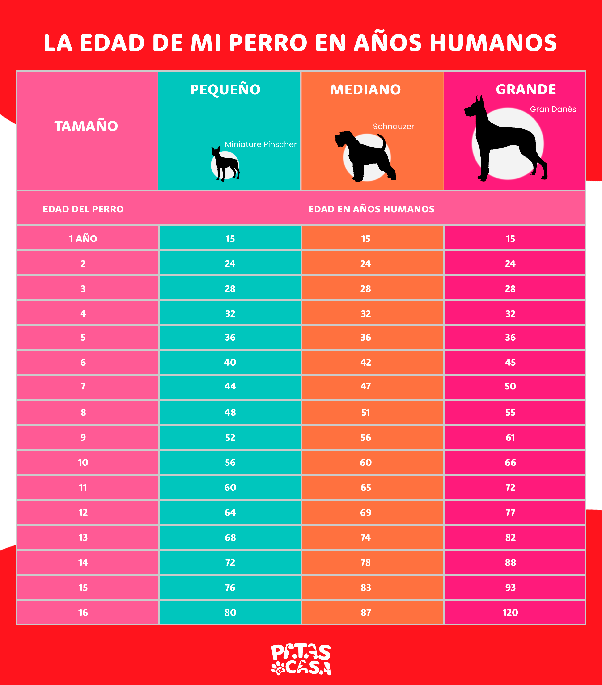 Guía definitiva para calcular la edad de tu perro | Patas en Casa